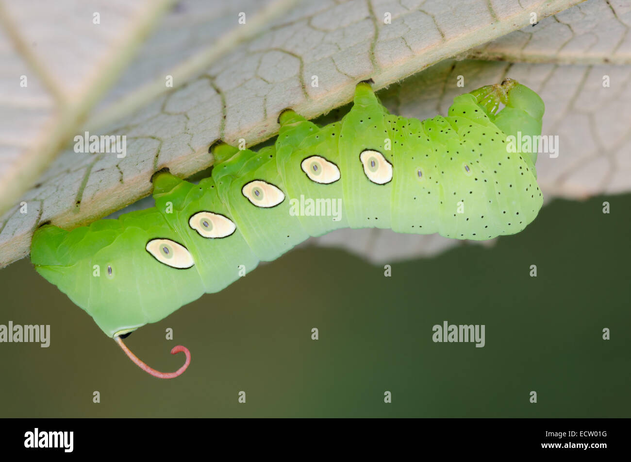 Pandora Sphinx Moth (Eumorpha pandorus) 4th instar caterpillar on wild ...