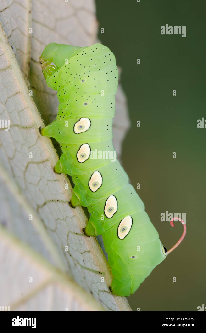 Pandora Sphinx Moth (Eumorpha pandorus) 4th instar caterpillar on wild ...