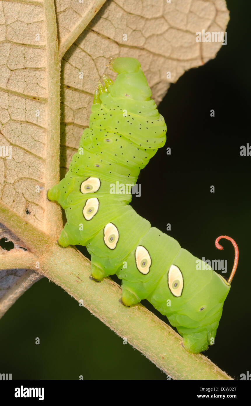 Pandora Sphinx Moth (Eumorpha pandorus) 4th instar caterpillar on wild ...
