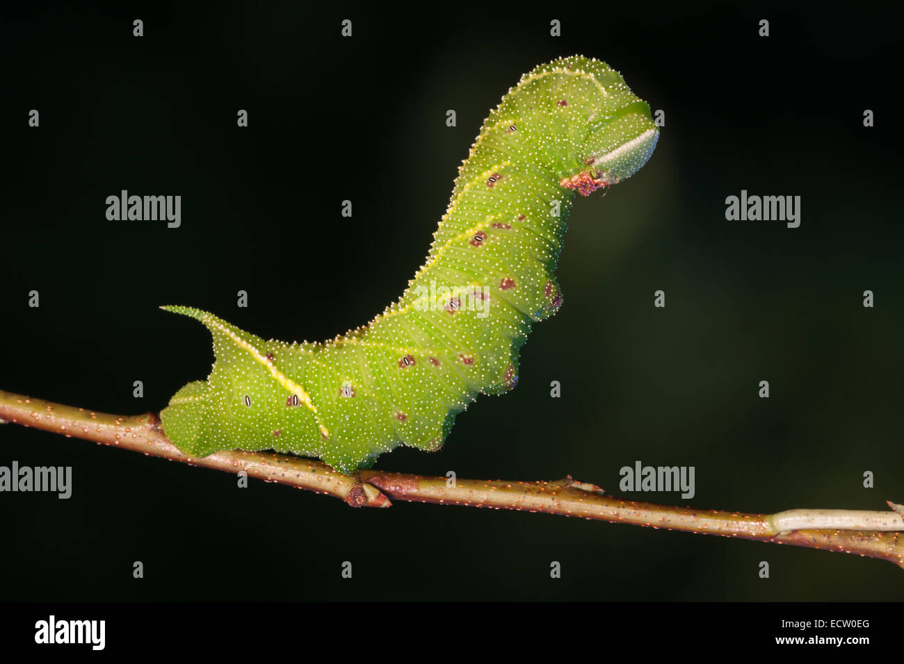Blinded Sphinx Moth (Paonias excaecata) 5th instar caterpillar on Wild ...