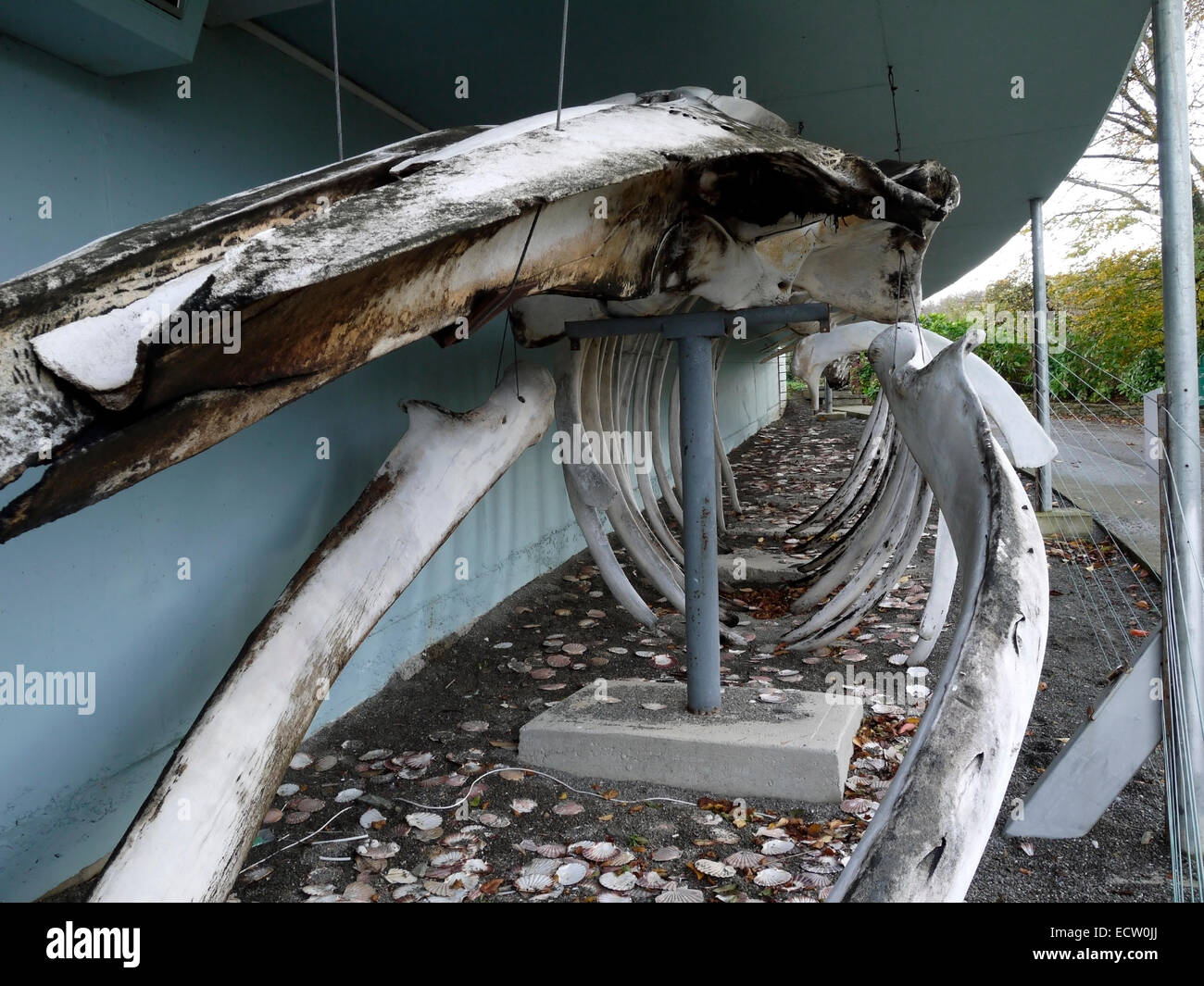 The Kilbrittain Whale. The skeleton of a whale which beached nearby in ...