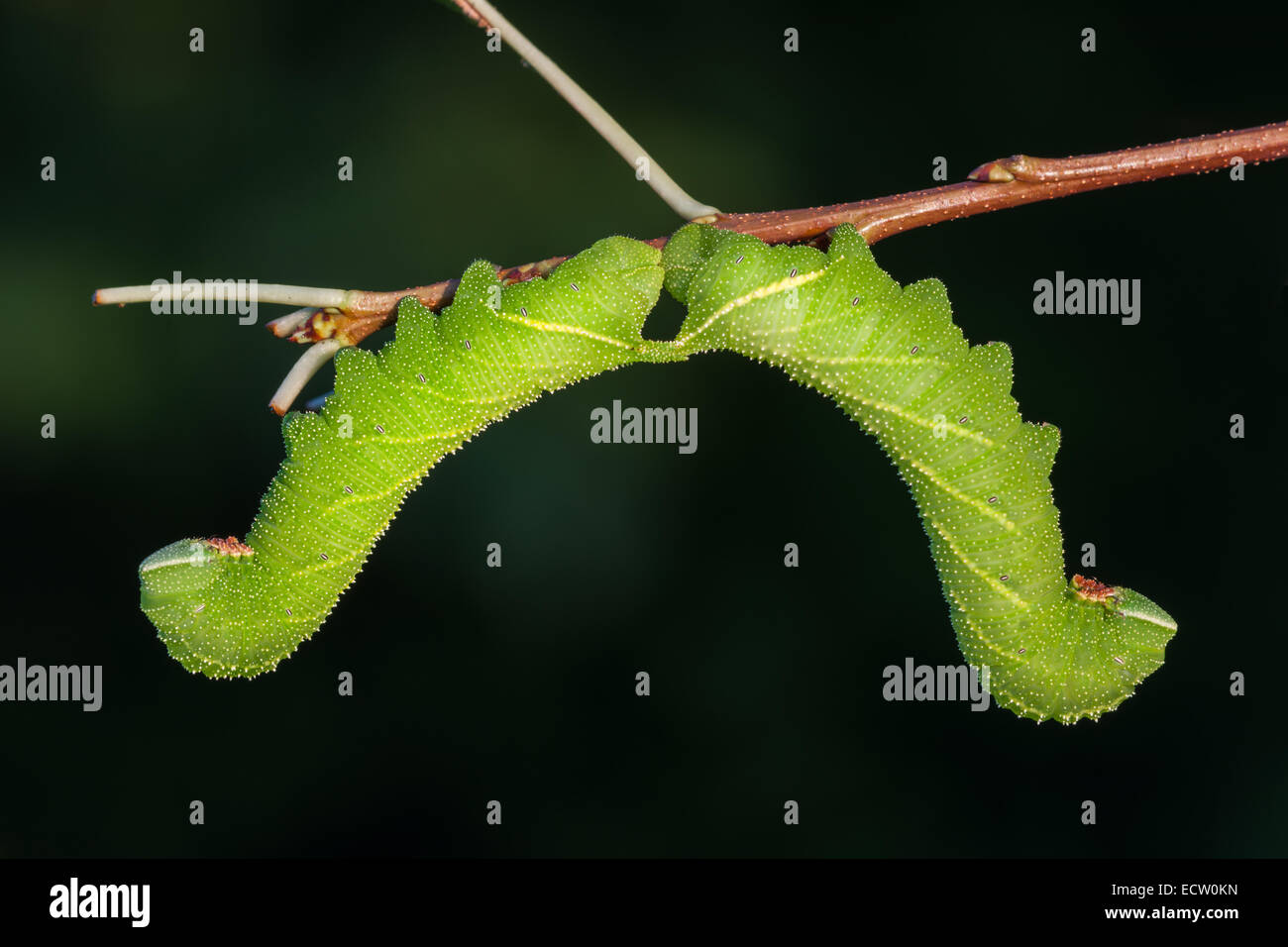Blinded Sphinx Moth (Paonias excaecata) Pair of 5th instar caterpillars ...