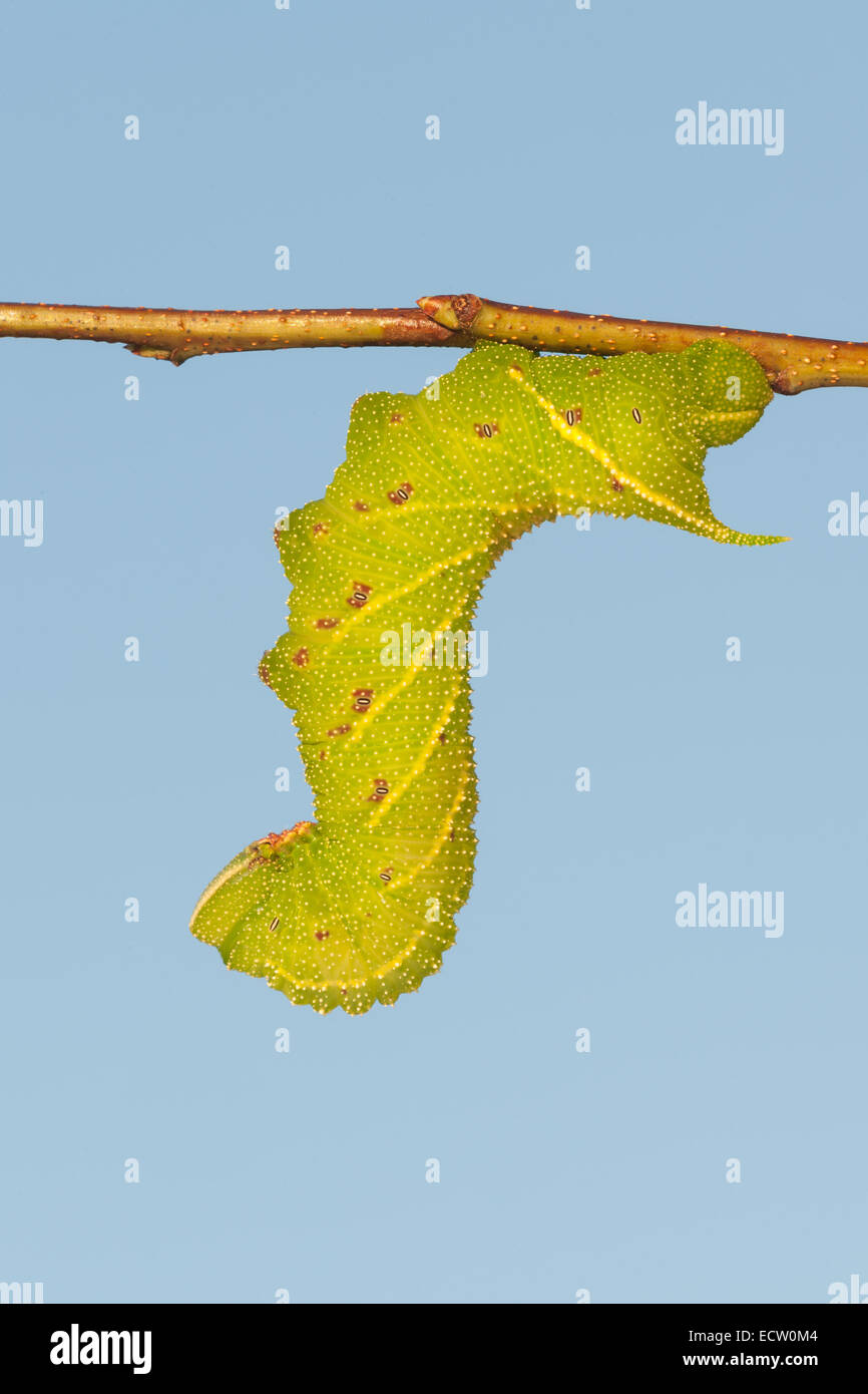 Blinded Sphinx Moth (Paonias excaecata) 5th instar caterpillar on Wild ...