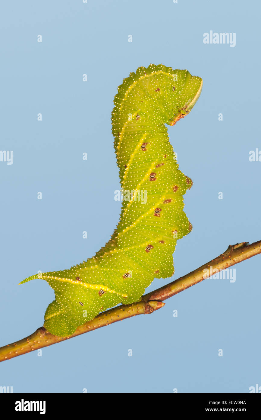 Blinded Sphinx Moth (Paonias excaecata) 5th instar caterpillar on Wild ...