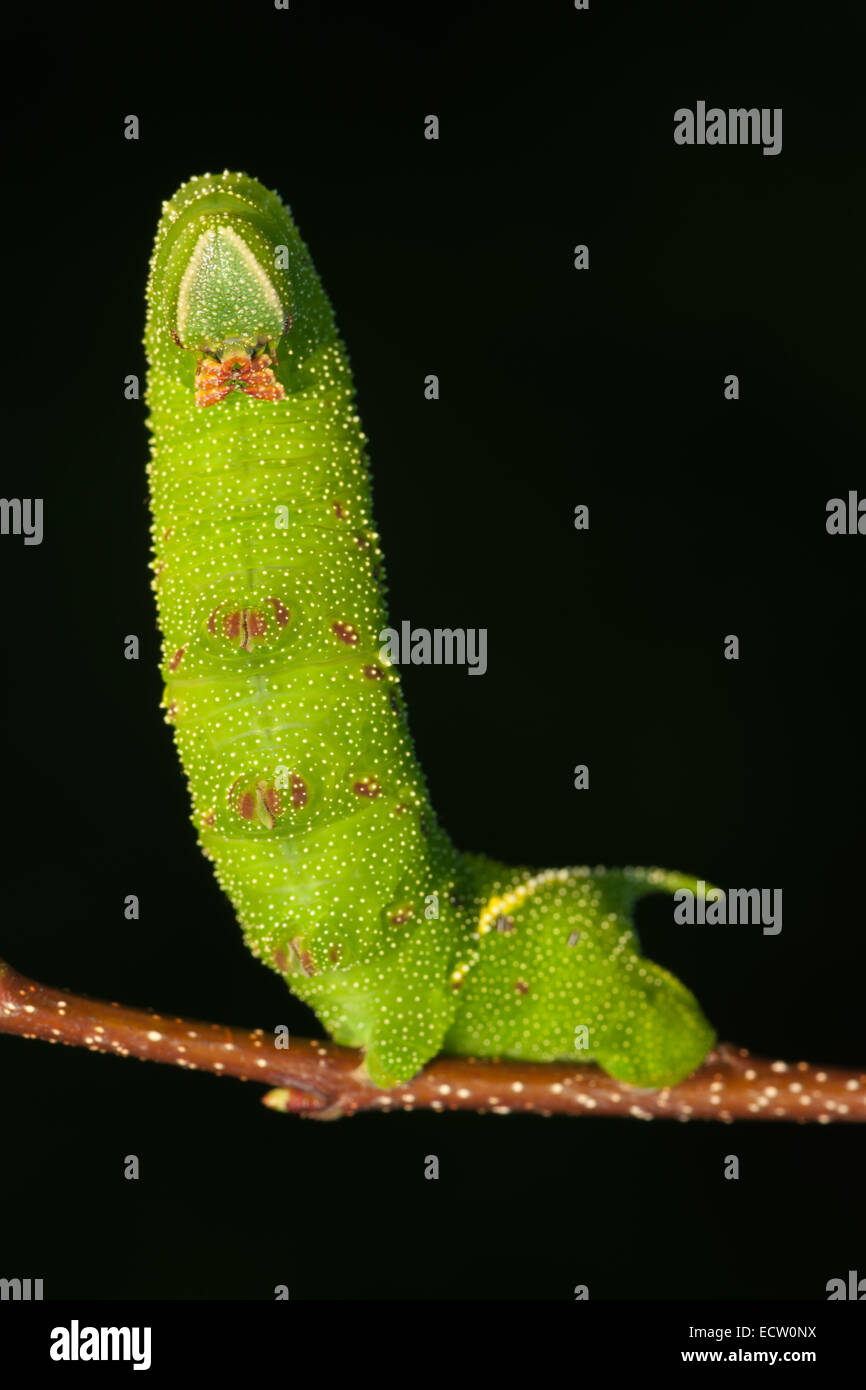 Blinded Sphinx Moth (Paonias excaecata) 5th instar caterpillar on Wild ...