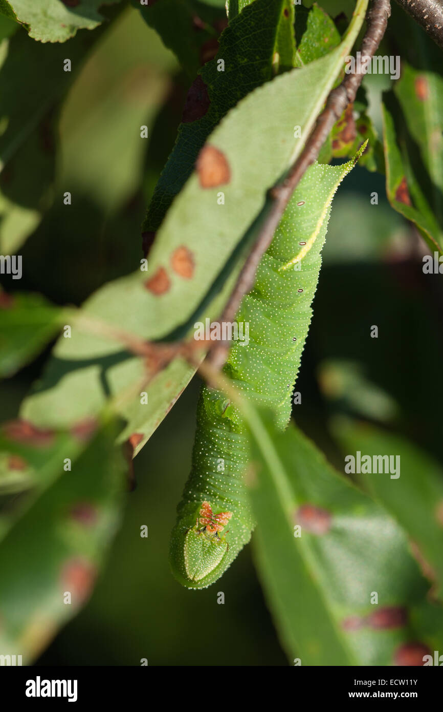 Blinded Sphinx Moth (Paonias excaecata) 5th instar larva as in situ on ...