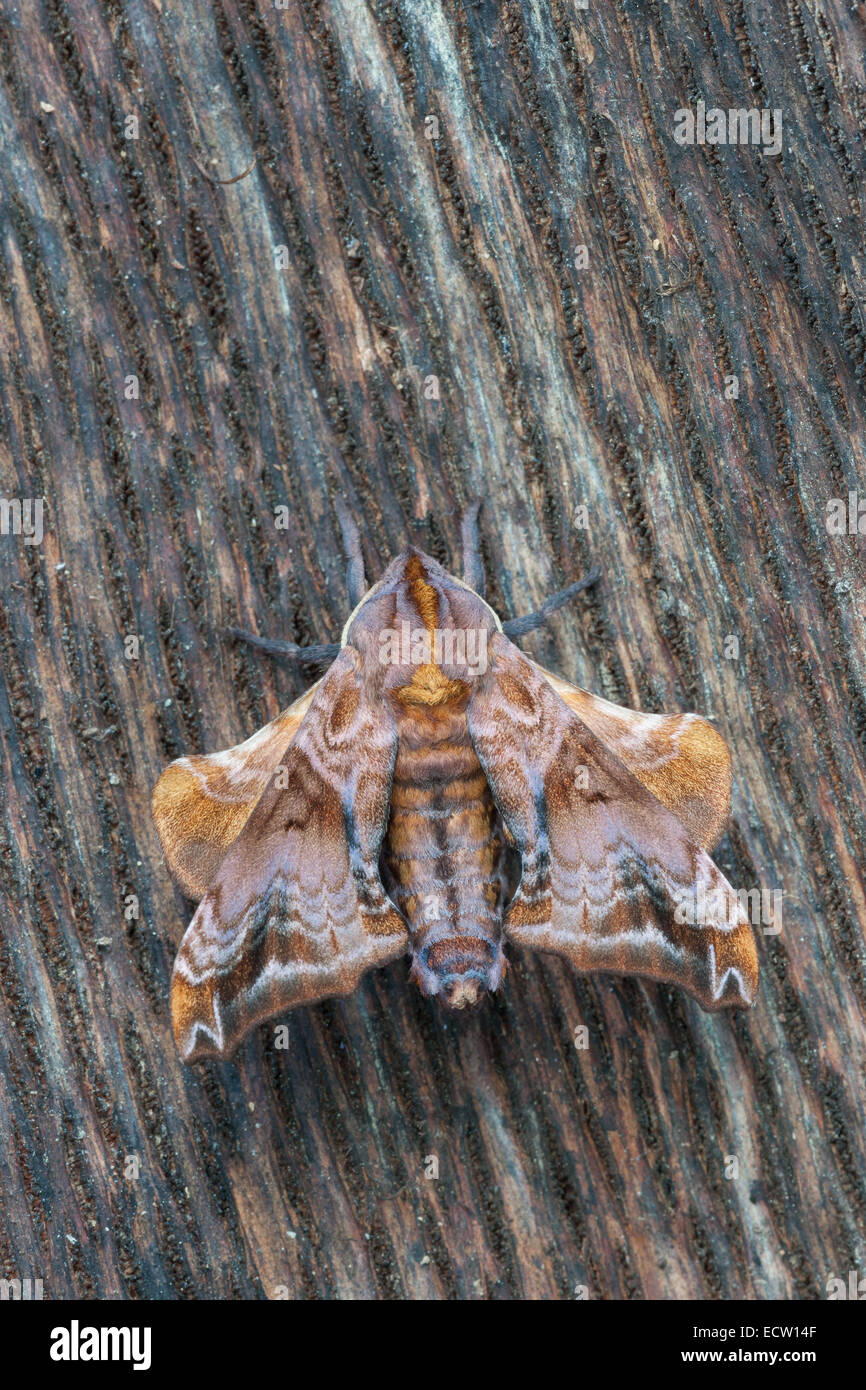 One eyed sphinx moth hi-res stock photography and images - Alamy