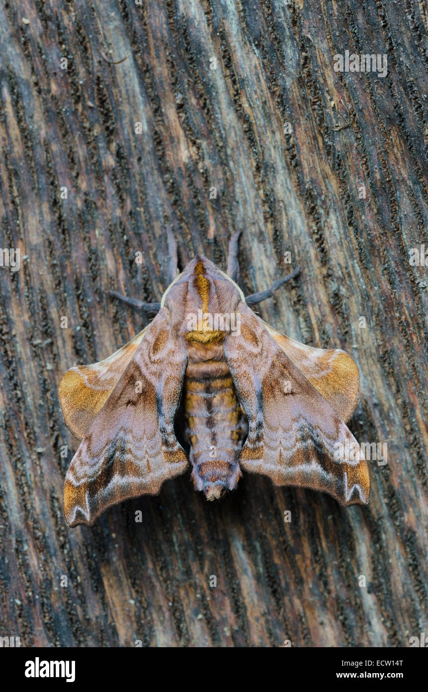 Small-eyed Sphinx Moth resting on tree bark Stock Photo - Alamy