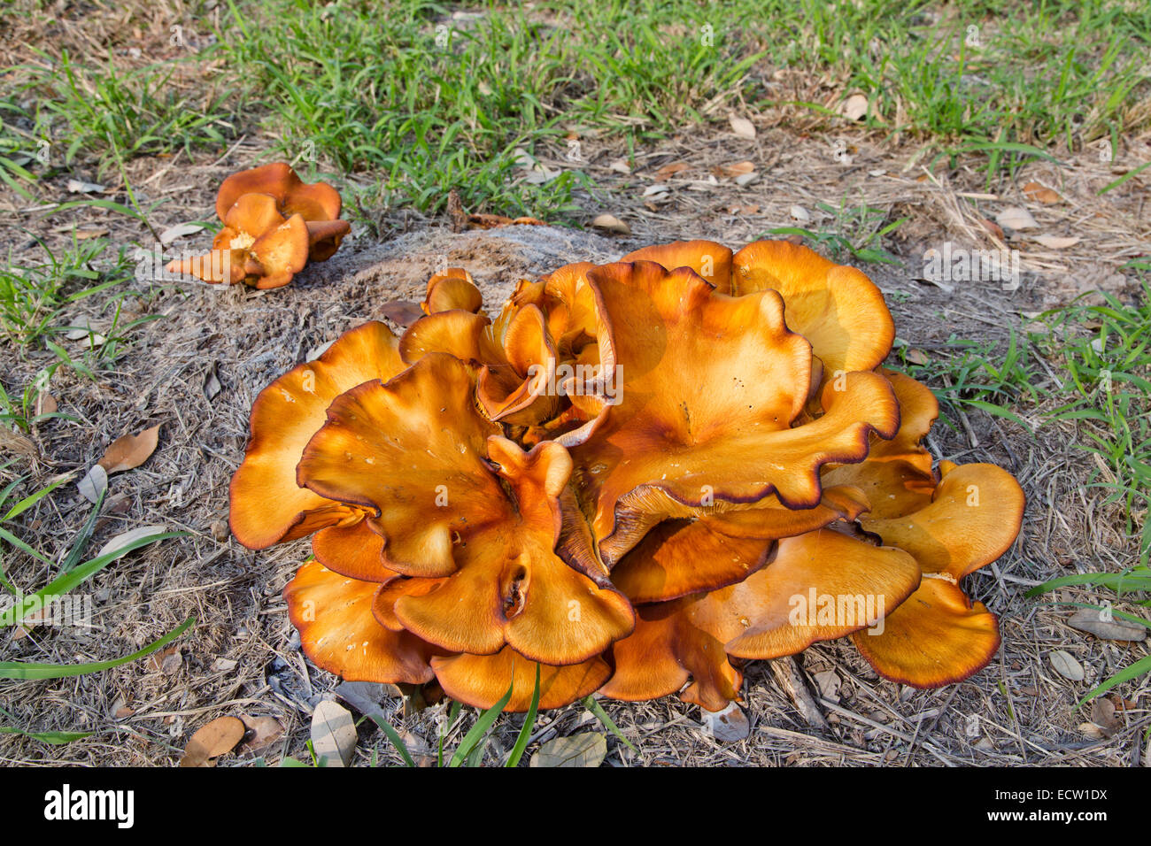 Cluster laetiporus sulphureus fungi hi-res stock photography and images ...