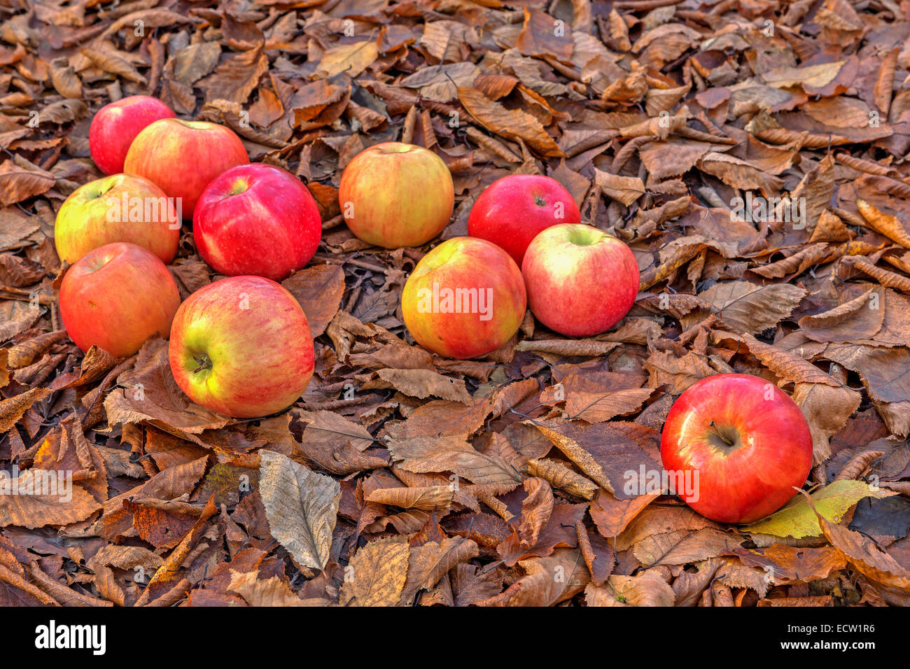 apples in the autumn forest Stock Photo - Alamy