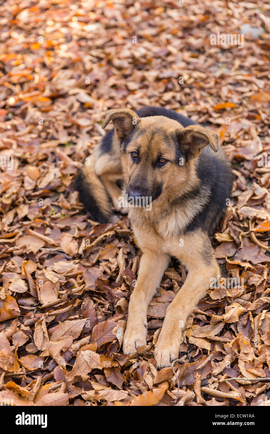 stray dog in the woods Stock Photo - Alamy