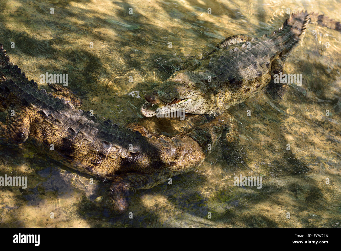 Pair of young captive American Crocodiles at feeding time in a shallow ...