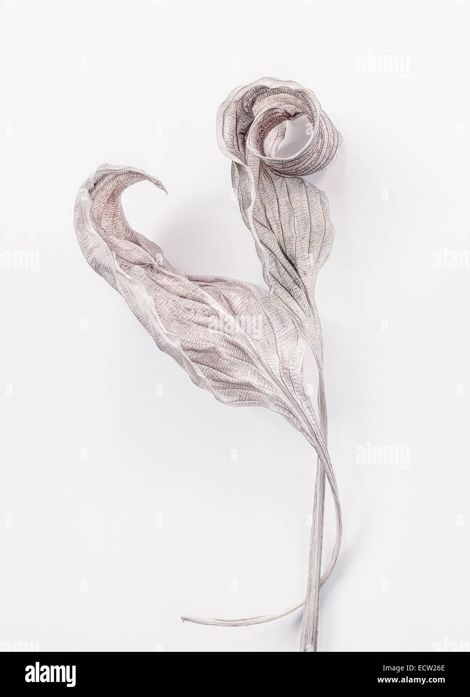 Two dry Hosta Leaves Stock Photo - Alamy