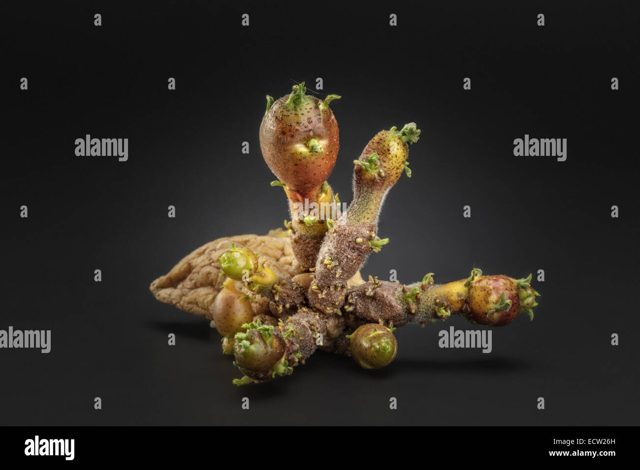 Sprouted potato green black hi-res stock photography and images - Alamy