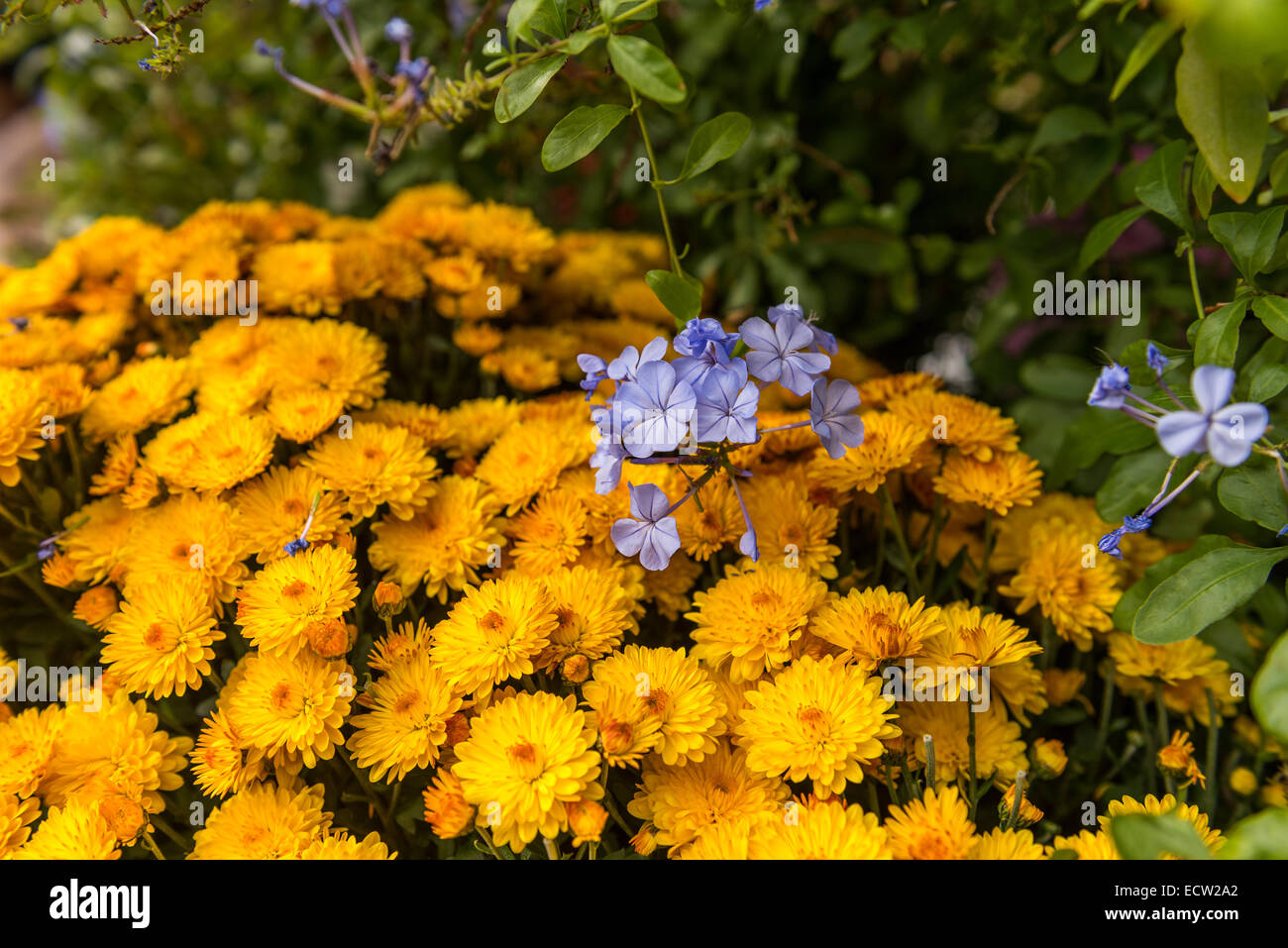 Yellow flowers in a garden on the north side of the Central Park ...