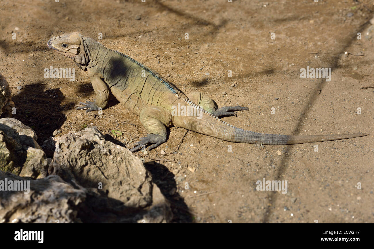 Rhinoceros Iguana threatened lizard species in Dominican Republic Stock ...