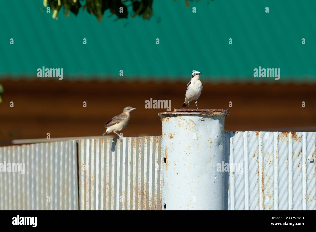 Baby Wheatear High Resolution Stock Photography and Images - Alamy
