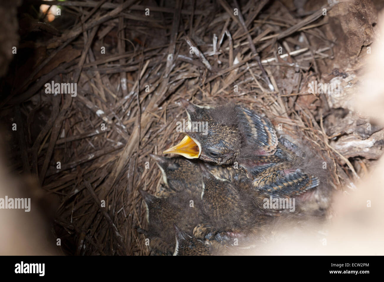 Baby Wheatear High Resolution Stock Photography and Images - Alamy