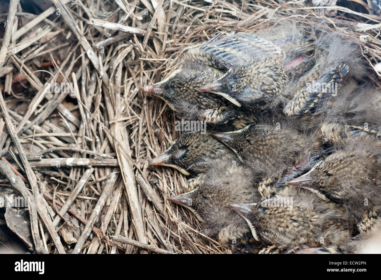 Baby Wheatear High Resolution Stock Photography and Images - Alamy