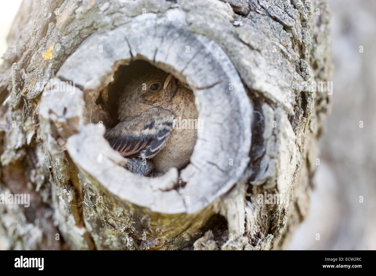 Baby Wheatear High Resolution Stock Photography and Images - Alamy