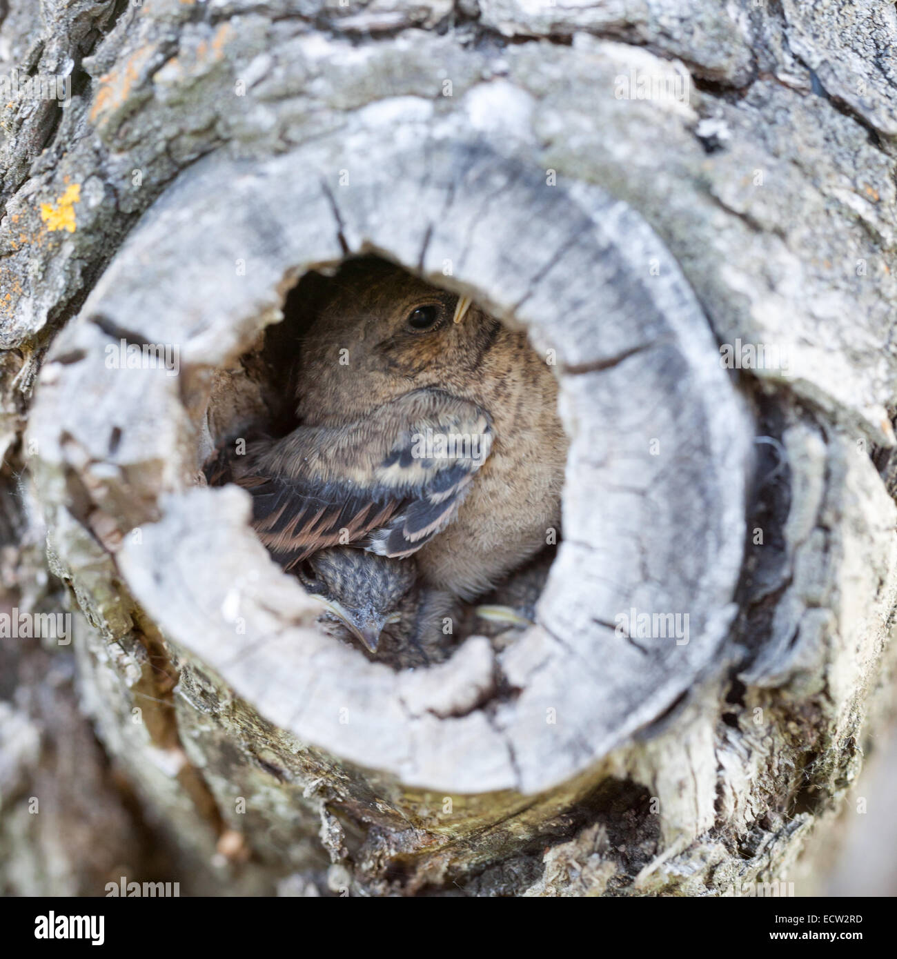 Baby Wheatear High Resolution Stock Photography and Images - Alamy