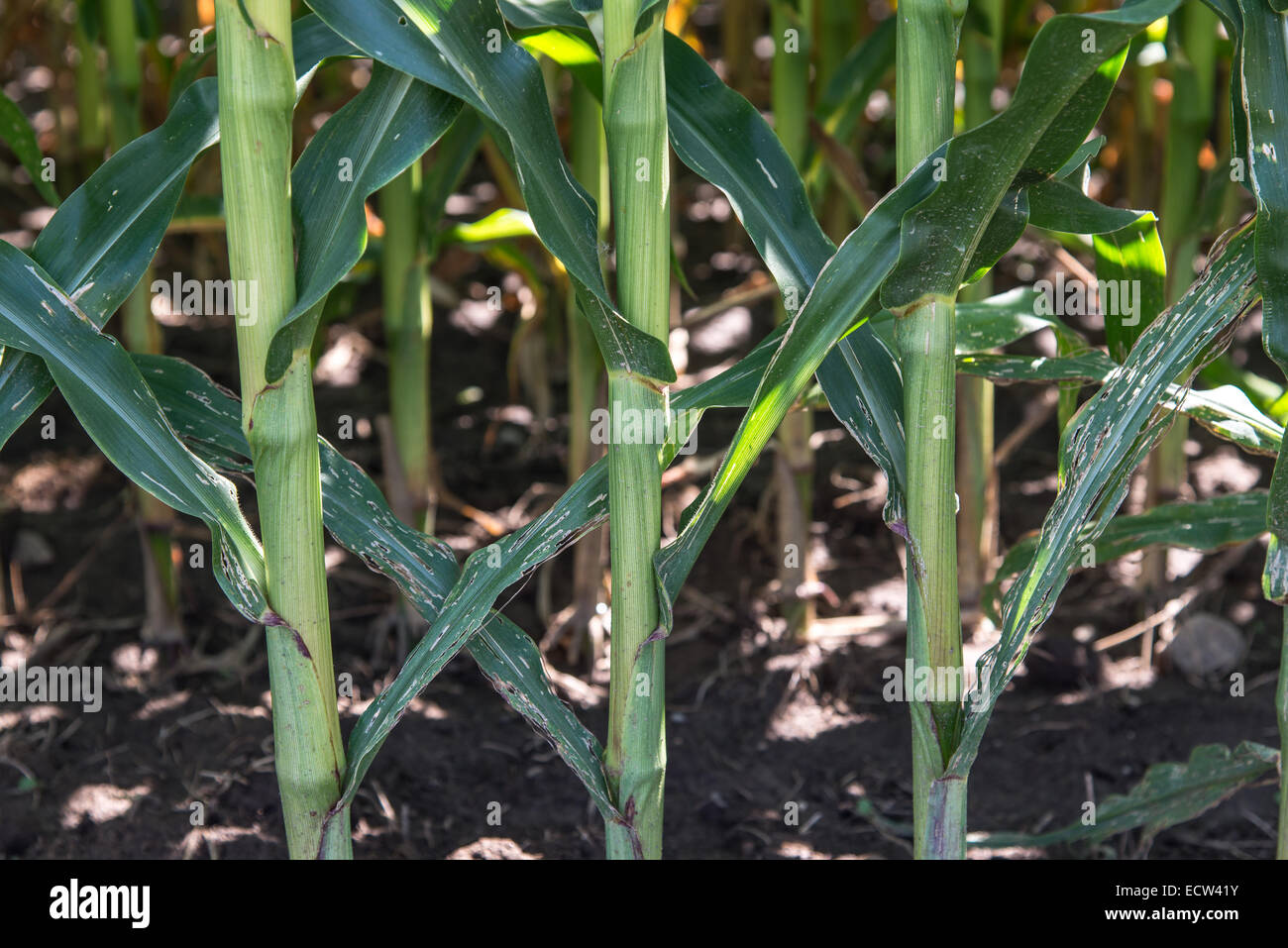 A close up of corn stalks at ground level Stock Photo - Alamy