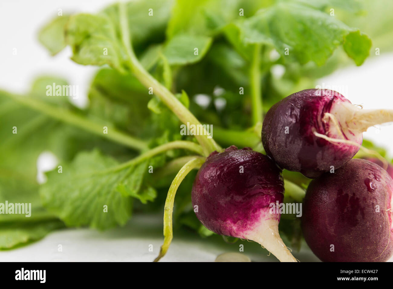 bunch of radishes on white background Stock Photo - Alamy