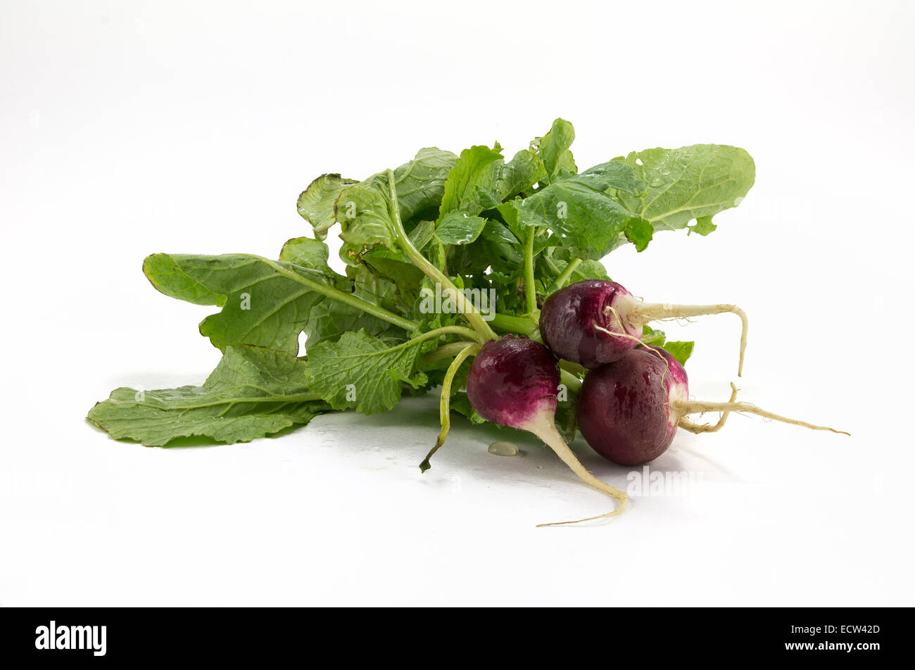 Bundle organic radishes on hi-res stock photography and images - Alamy