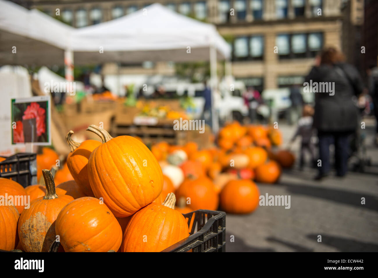 Pumpkins for sale, some days before Halloween celebration, in a street ...