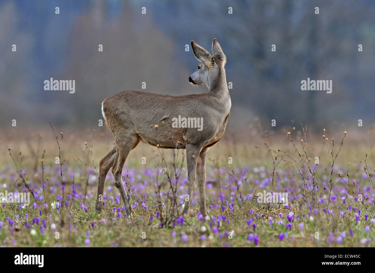 Eastern roe deer hi-res stock photography and images - Alamy