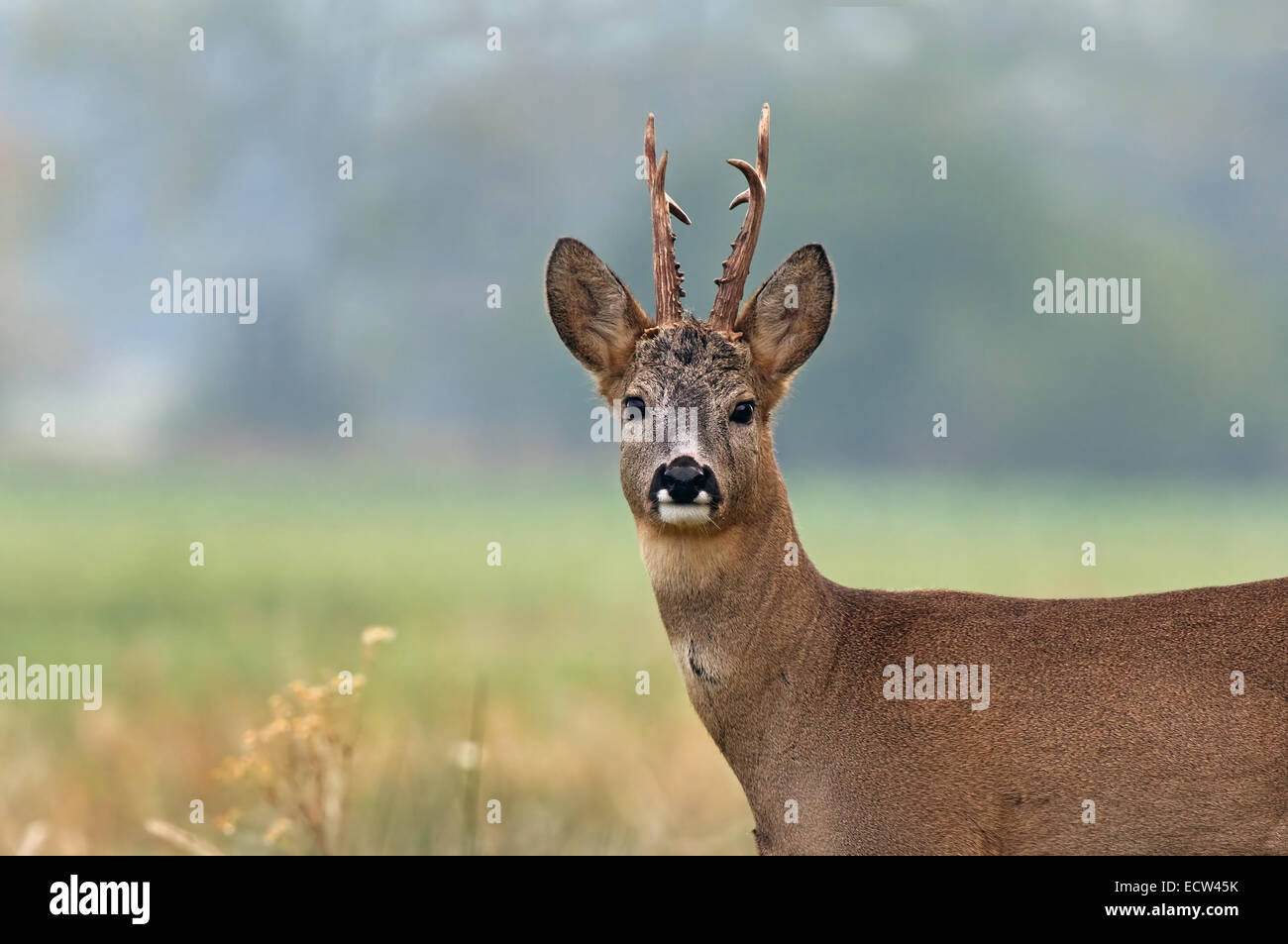 Roe deer Stock Photo - Alamy