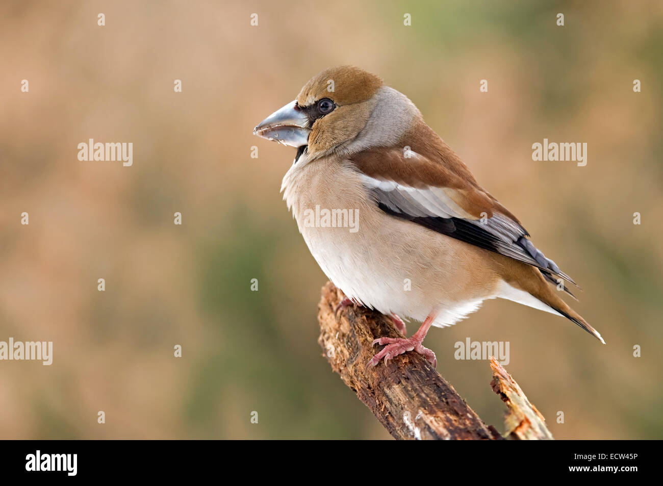 Hawfinch hi-res stock photography and images - Alamy