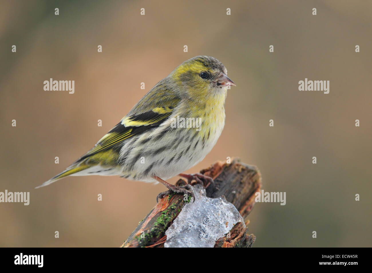 Finch siskin garden bird hi-res stock photography and images - Alamy