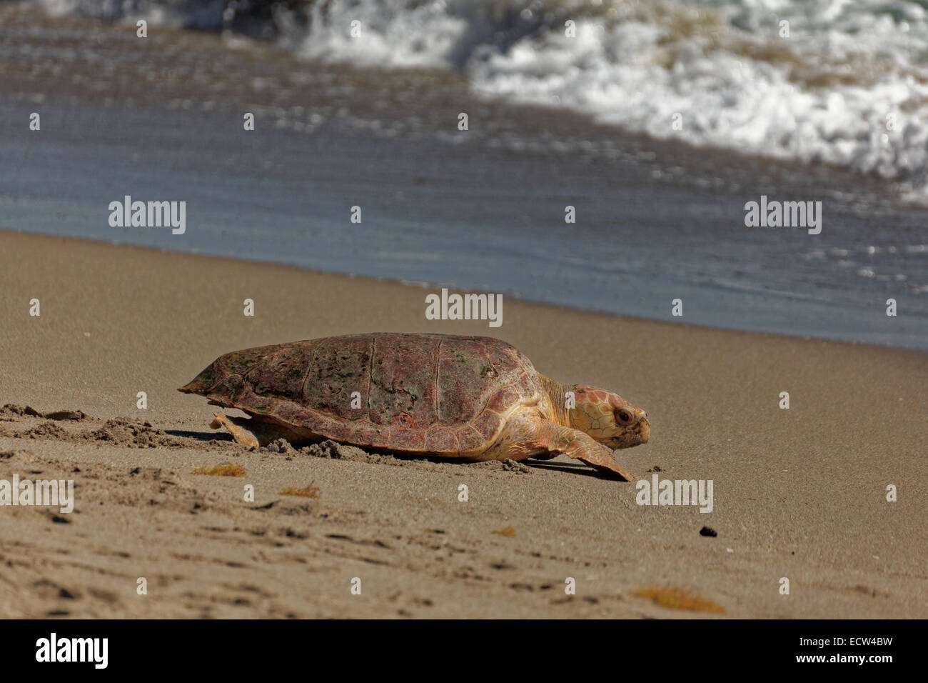Florida beach turtle hi-res stock photography and images - Alamy