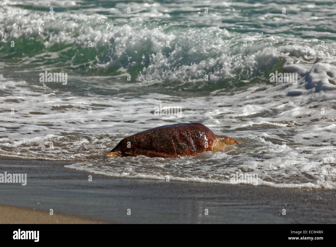 A sub-adult loggerhead turtle walks into the Atlantic ocean at Juno ...