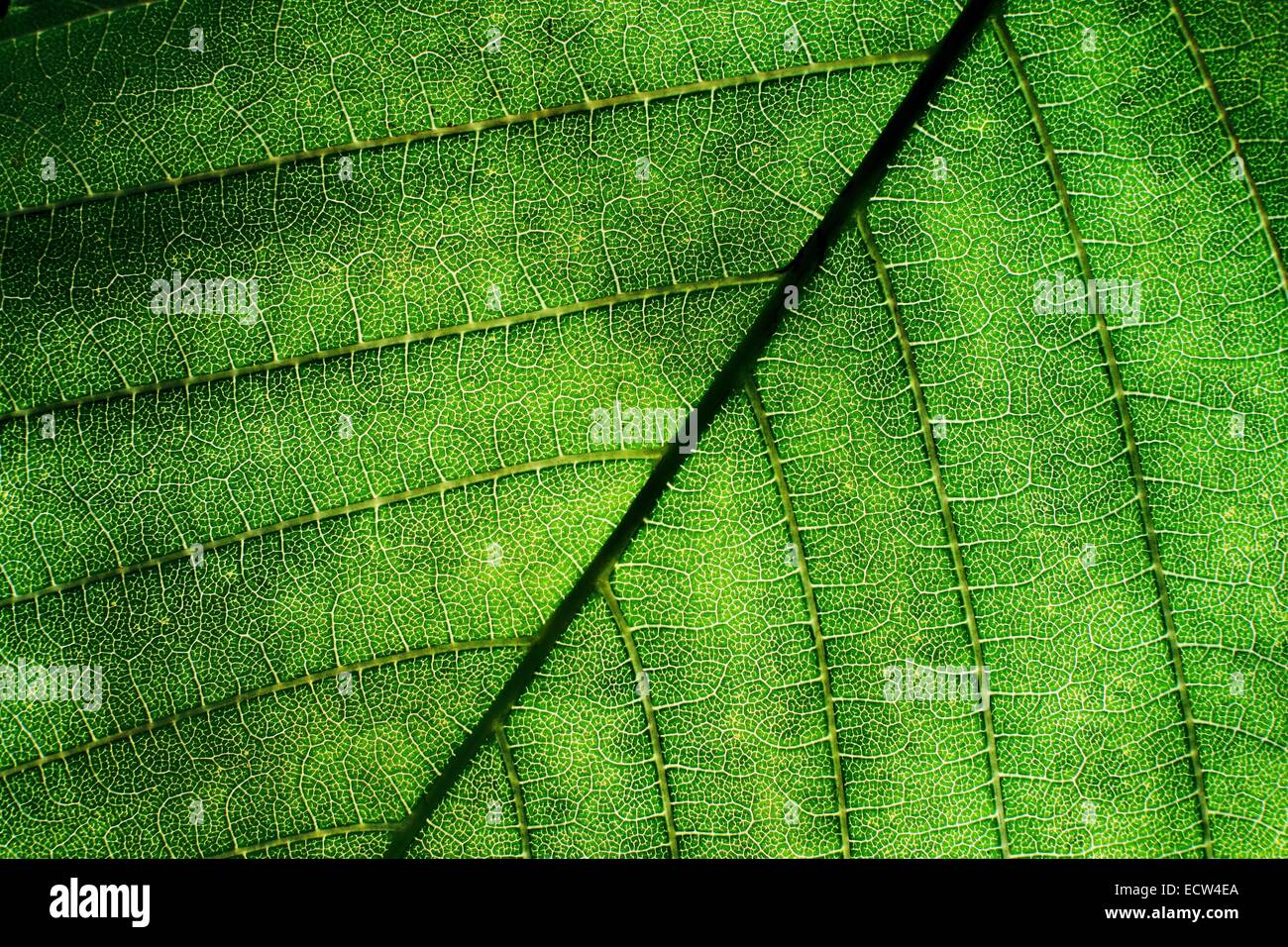 Leaf close up Stock Photo - Alamy