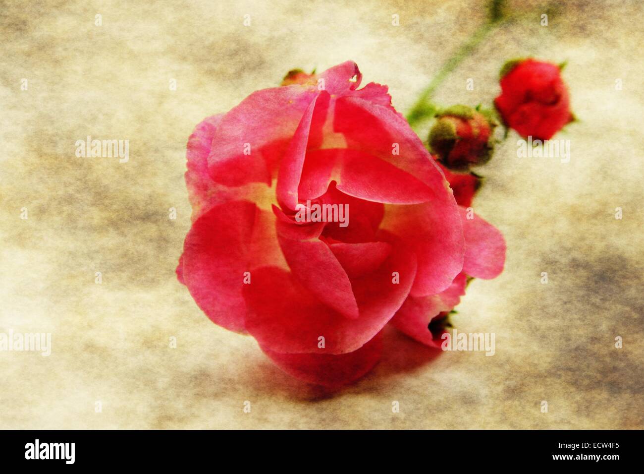 Red rose on grunge background Stock Photo - Alamy