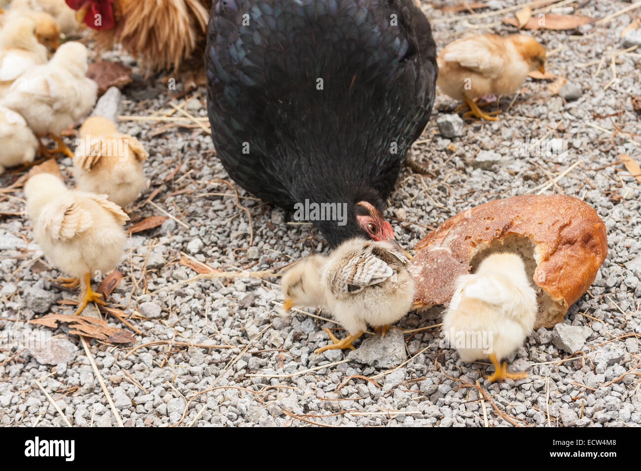 hen with chicks feeding on bread Stock Photo - Alamy