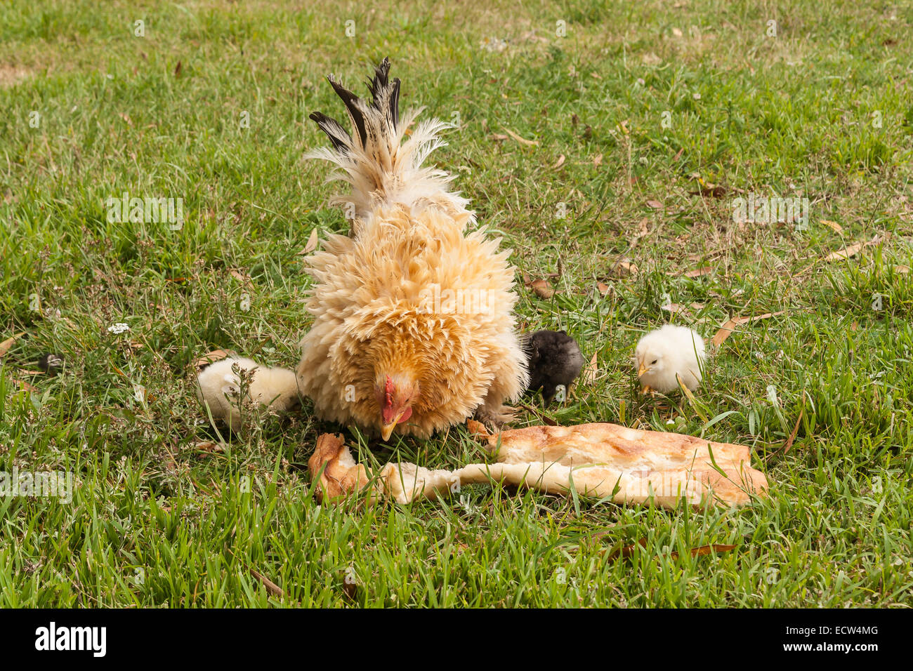 Chicken pecking hi-res stock photography and images - Alamy