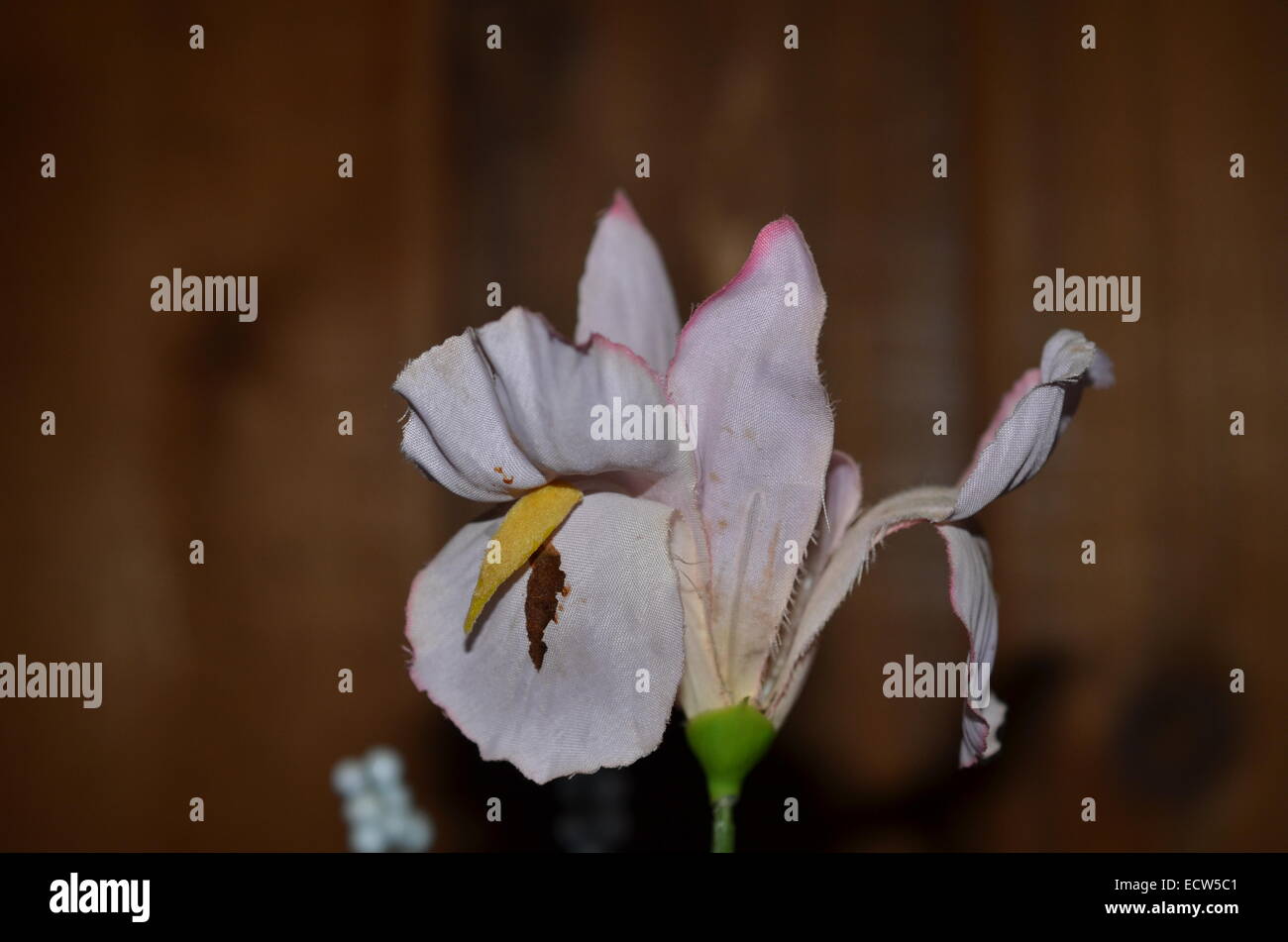 Iris stem hi-res stock photography and images - Alamy