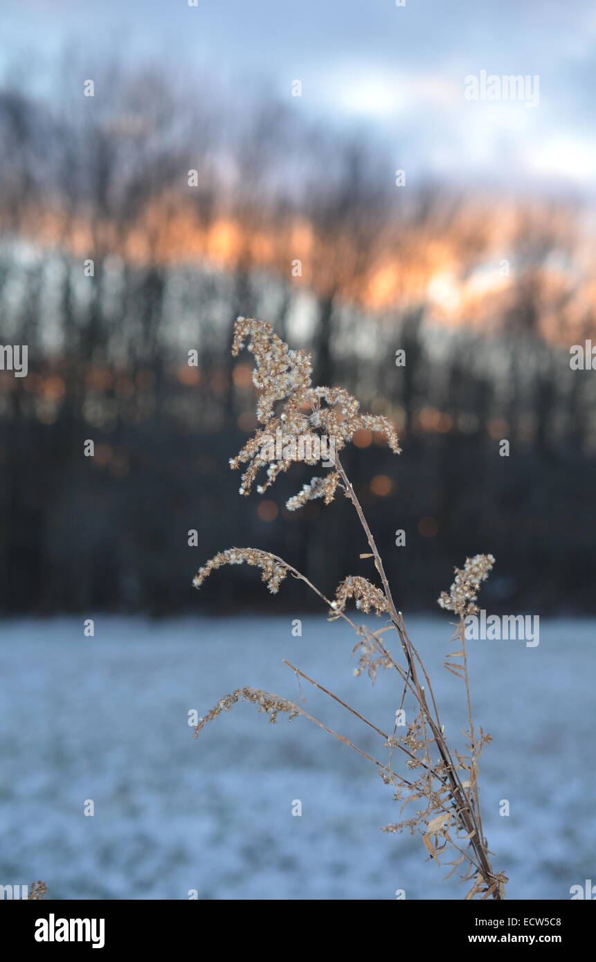 Golden rod in winter hi-res stock photography and images - Alamy