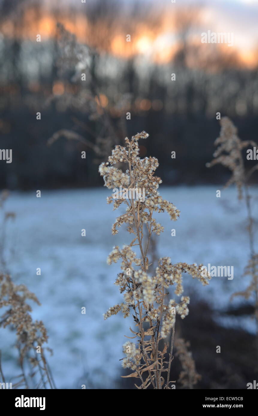 ragweed in winter Stock Photo - Alamy