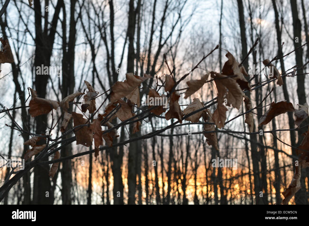 Dead leaves forest hi-res stock photography and images - Alamy