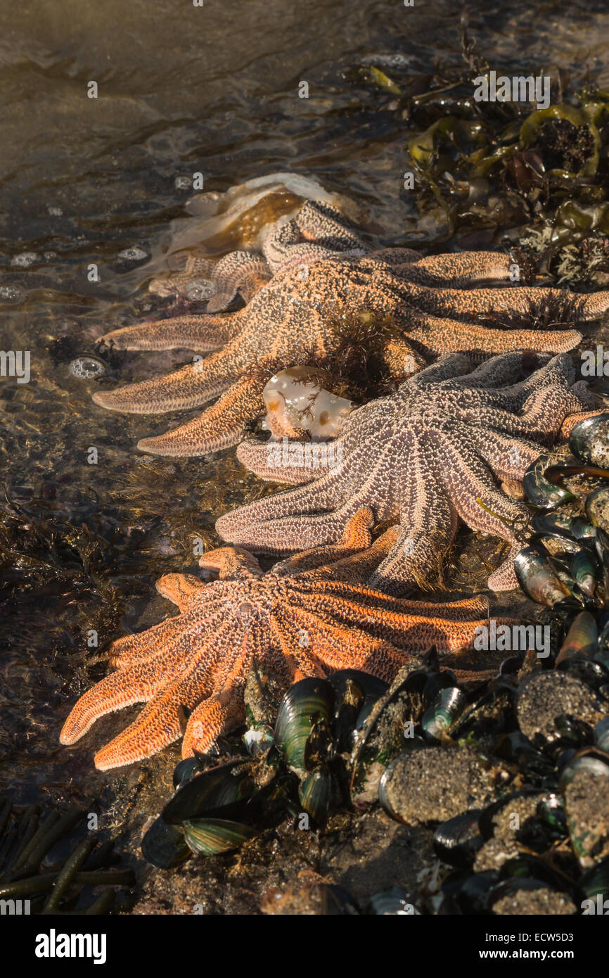 starfish in shallow water Stock Photo - Alamy