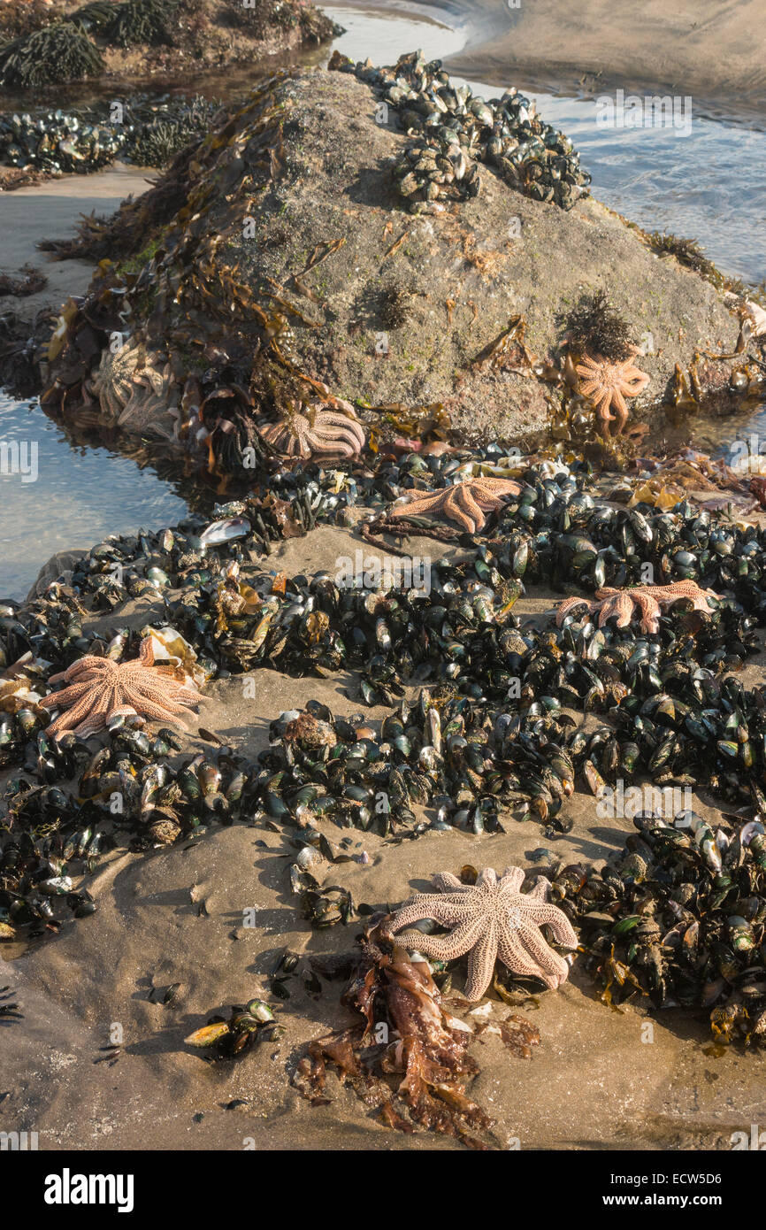 starfish with mussels in rockpool Stock Photo - Alamy