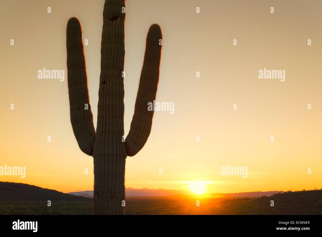 Arizona, desert sunset, saguaro cactus tree in foreground, glowing sun ...