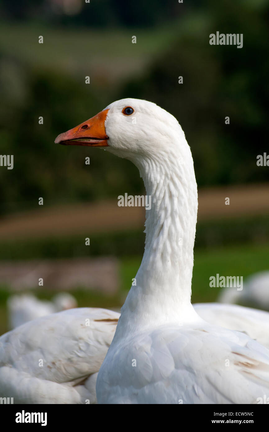Free poultry hi-res stock photography and images - Alamy