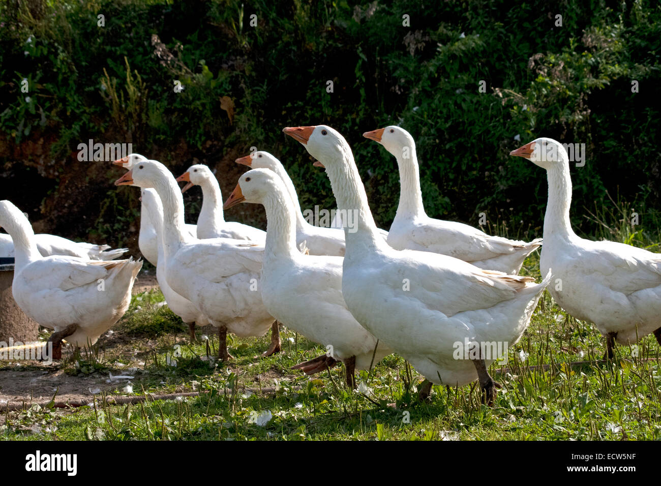 Free poultry hi-res stock photography and images - Alamy