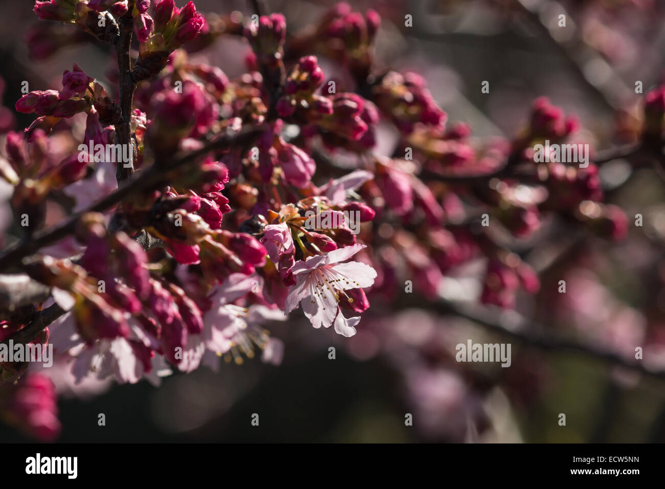 sakura tree in bloom Stock Photo - Alamy