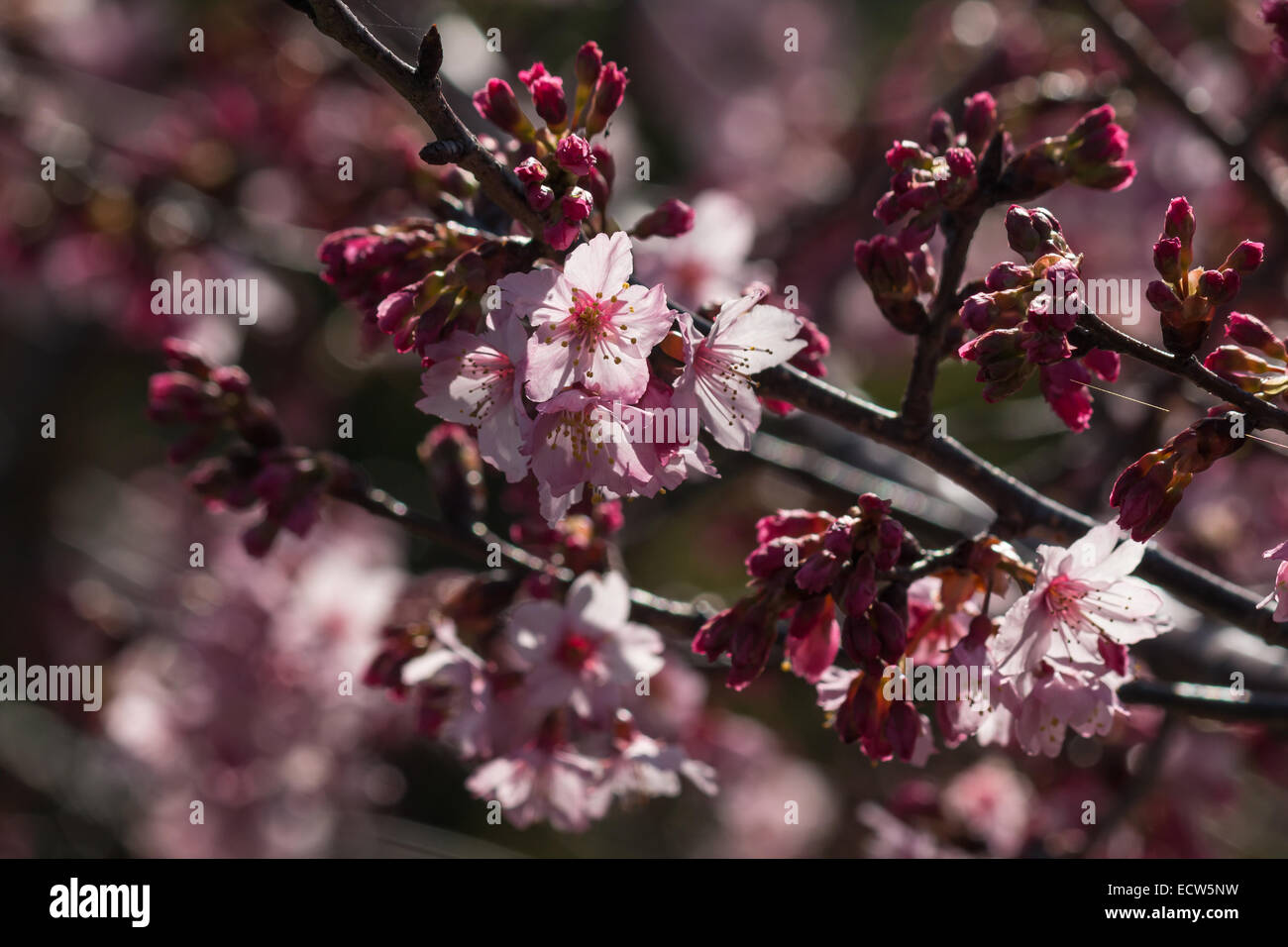 cherry tree twigs with flowers and buds Stock Photo - Alamy